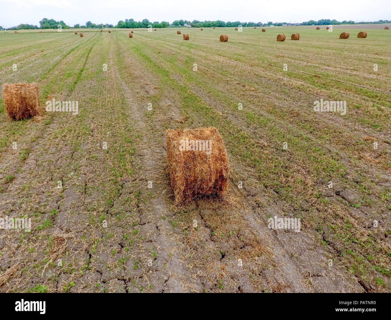 Bales of hay in the field. Harvesting hay for livestock feed. Landscape ...