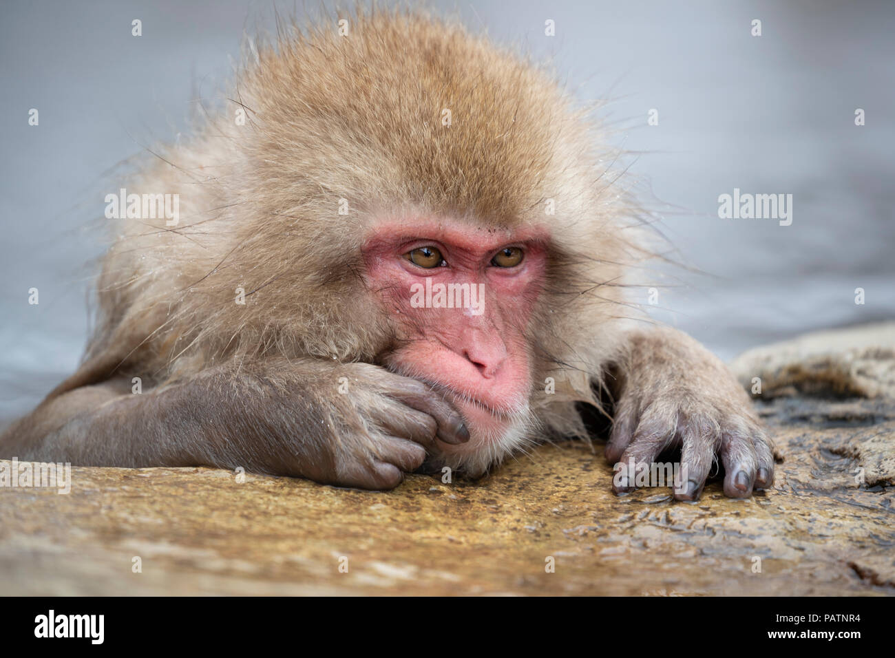 Japan, Honshu, Nagano prefecture, Jigokudani Monkey Park. Japanese ...