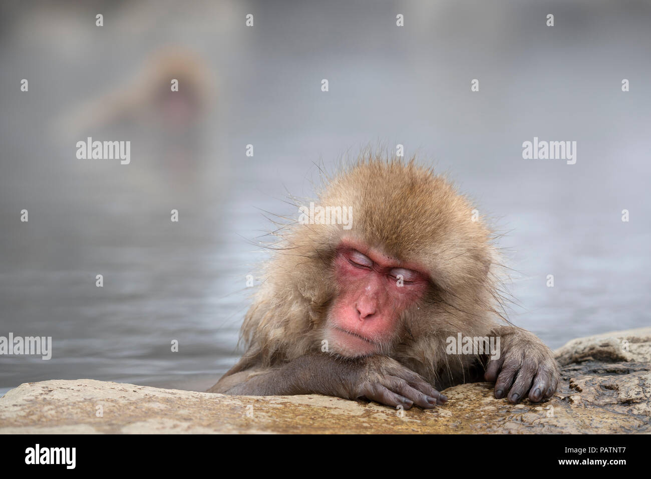 Japan, Honshu, Nagano prefecture, Jigokudani Monkey Park. Japanese ...