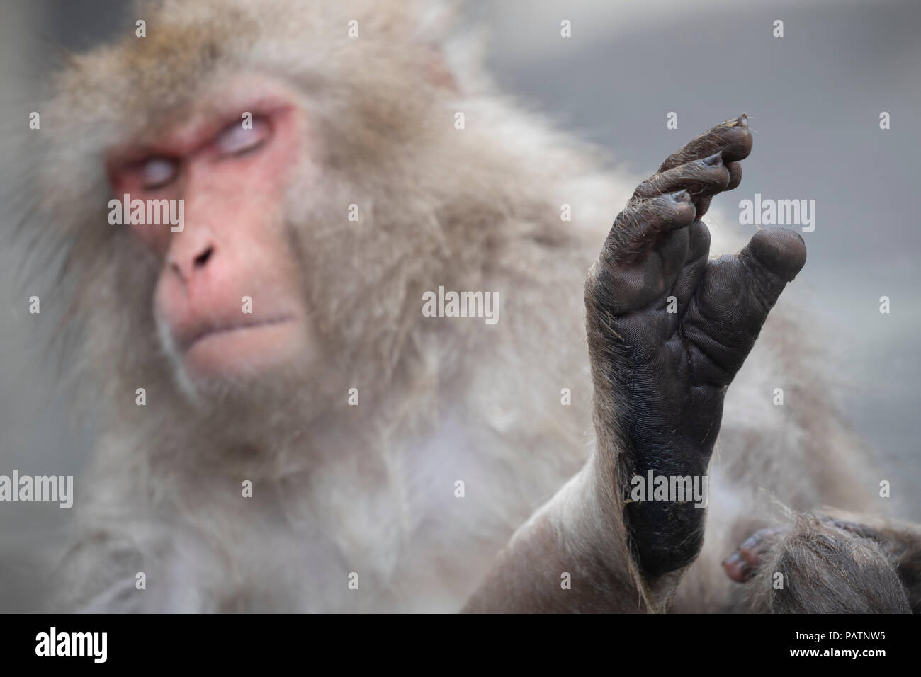 Japan, Honshu, Nagano prefecture, Jigokudani Monkey Park. Japanese ...