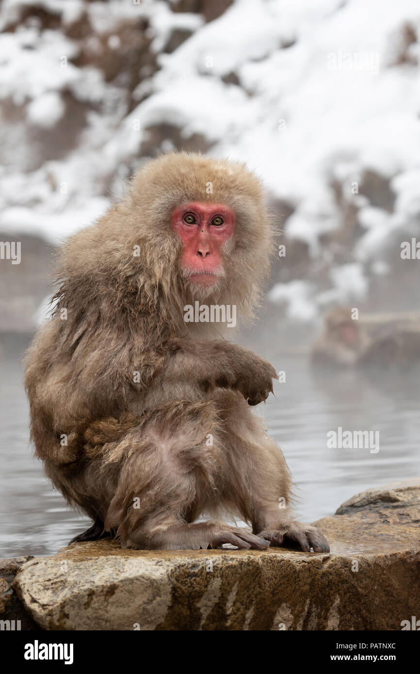 Japan, Honshu, Nagano prefecture, Jigokudani Monkey Park. Japanese ...