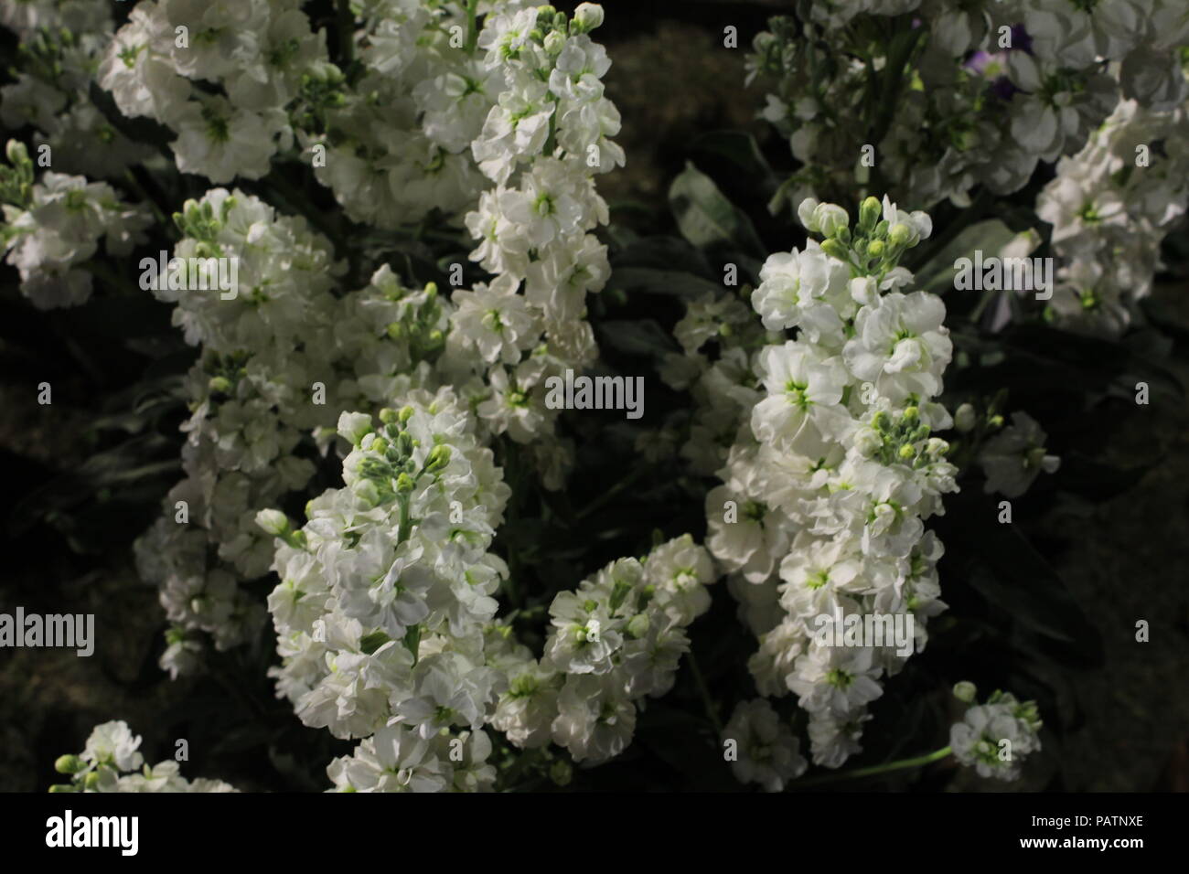Night photography of white flower Stock Photo - Alamy