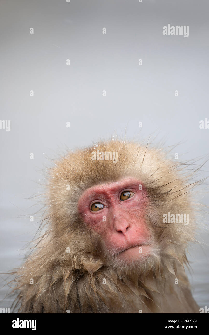 Japan, Honshu, Nagano prefecture, Jigokudani Monkey Park. Japanese ...