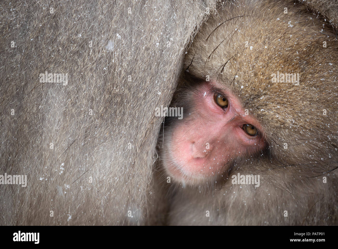 Japan, Honshu, Nagano prefecture. Japanese macaque aka snow monkey or ...