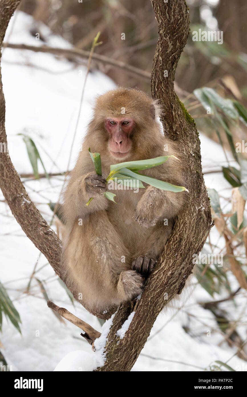 Japan, Honshu, Nagano prefecture, Jigokudani Monkey Park. Japanese ...