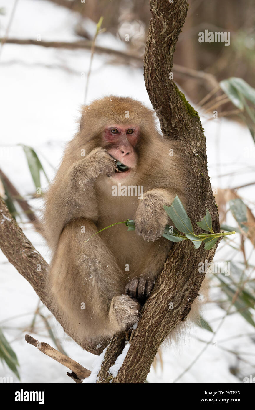 Japan, Honshu, Nagano prefecture, Jigokudani Monkey Park. Japanese ...