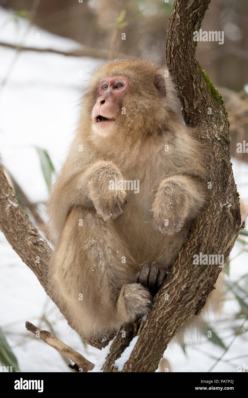 Japan, Honshu, Nagano prefecture, Jigokudani Monkey Park. Japanese ...