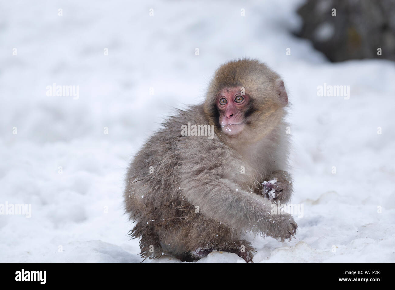 Japan, Honshu, Nagano prefecture, Jigokudani Monkey Park. Japanese ...