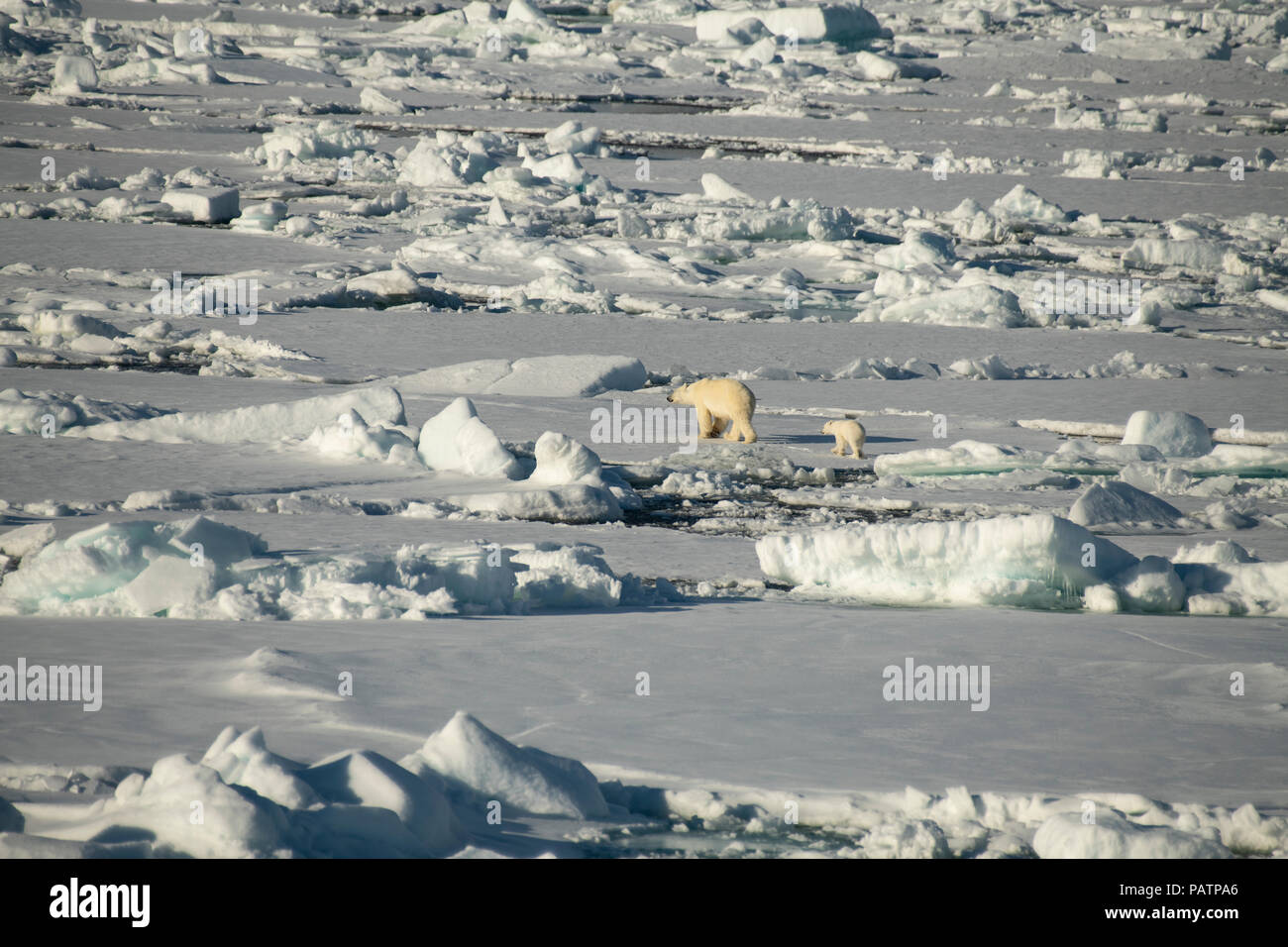 Polar bear walking in an arctic Stock Photo - Alamy