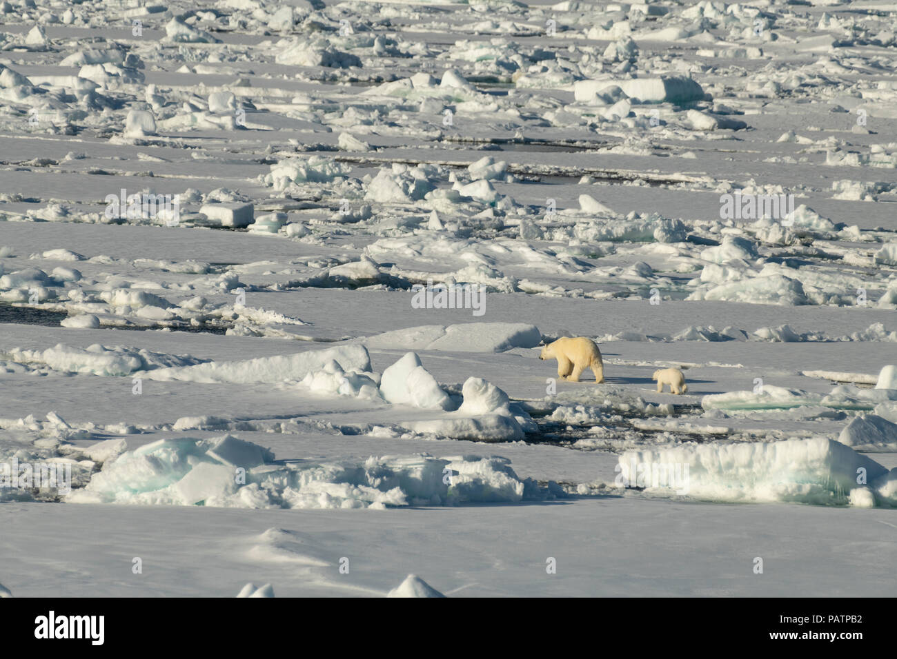 Polar bear walking in an arctic Stock Photo - Alamy