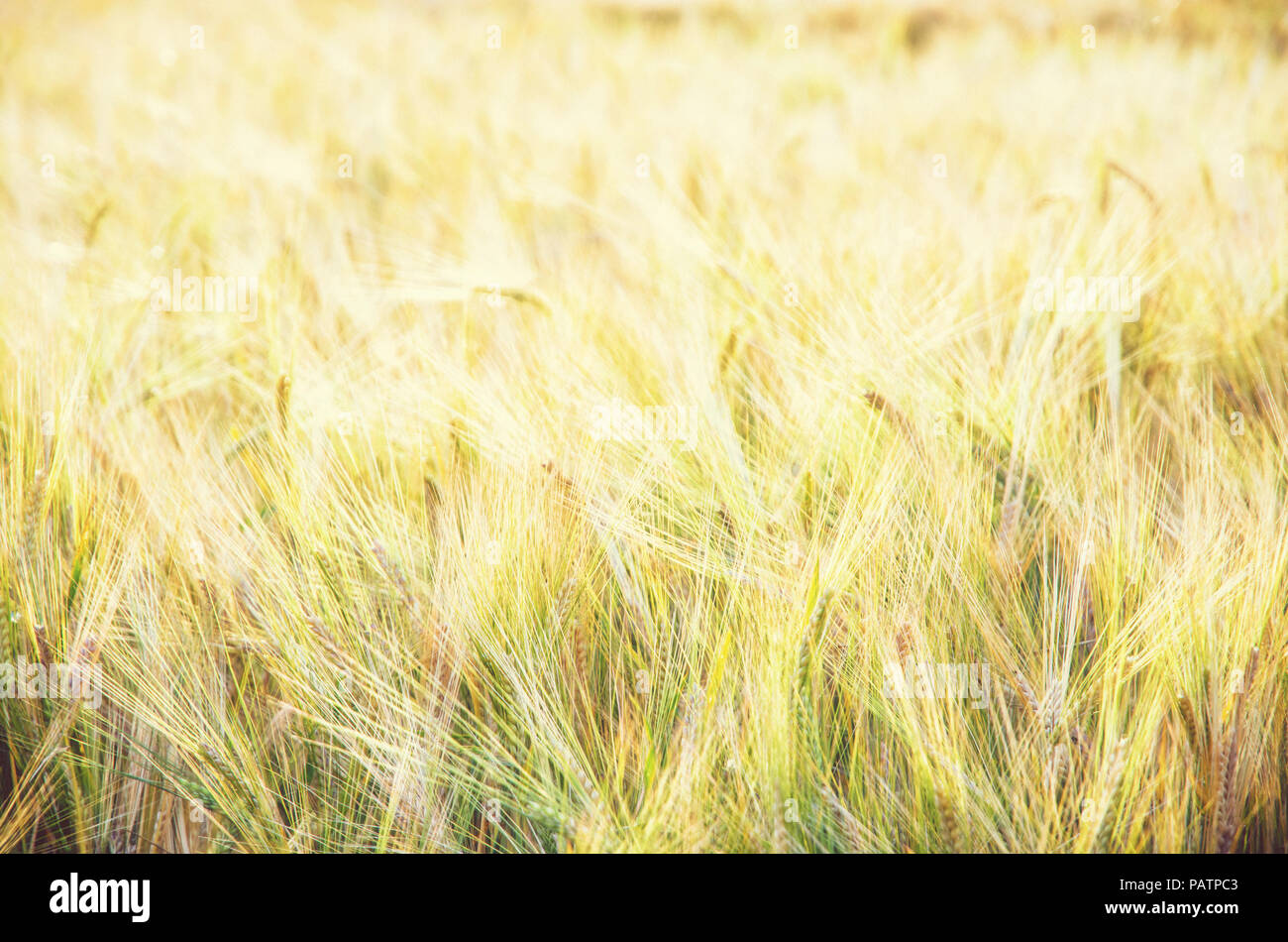 Yellow wheat field. Seasonal natural scene. Agricultural theme. Beauty ...