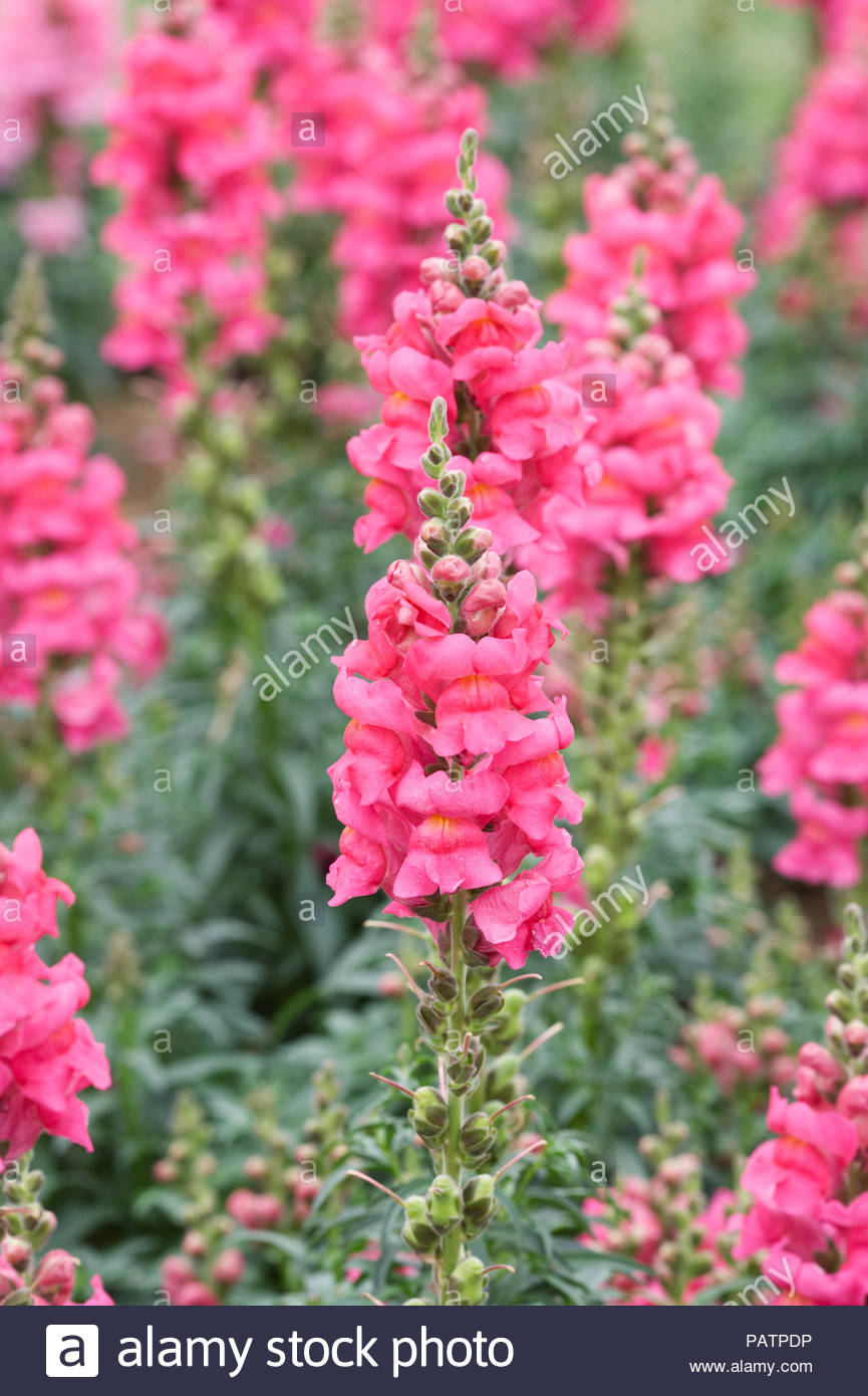 Sonnet Stock Photos & Sonnet Stock Images - Alamy