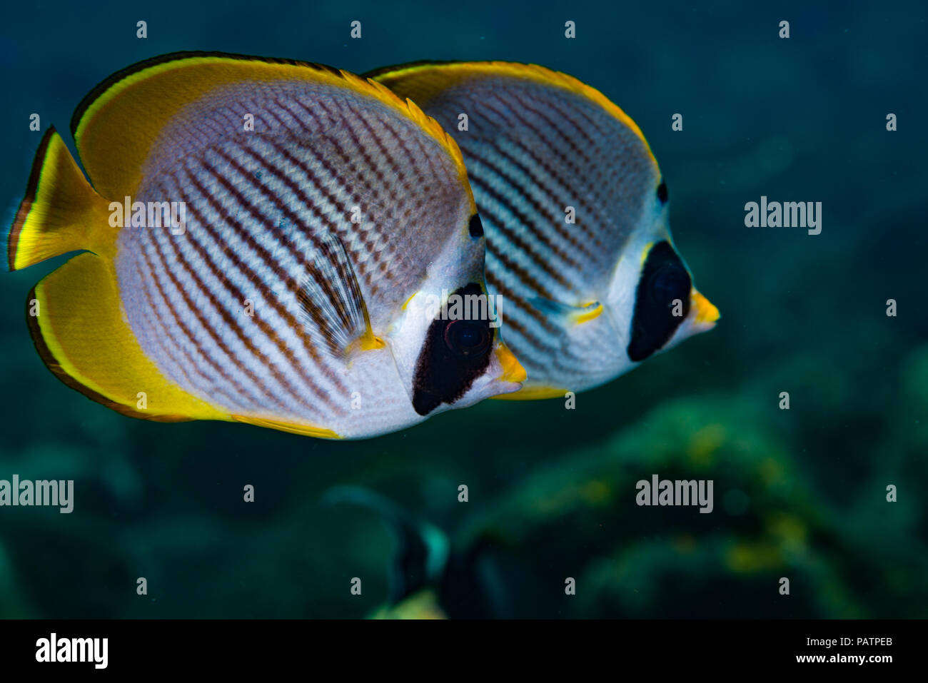 A pair of panda butterflyfish (Chaetodon adiergastos) on the Coral ...