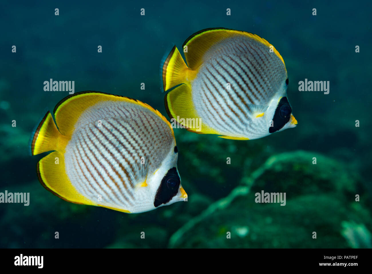 A pair of panda butterflyfish (Chaetodon adiergastos) on the Coral ...