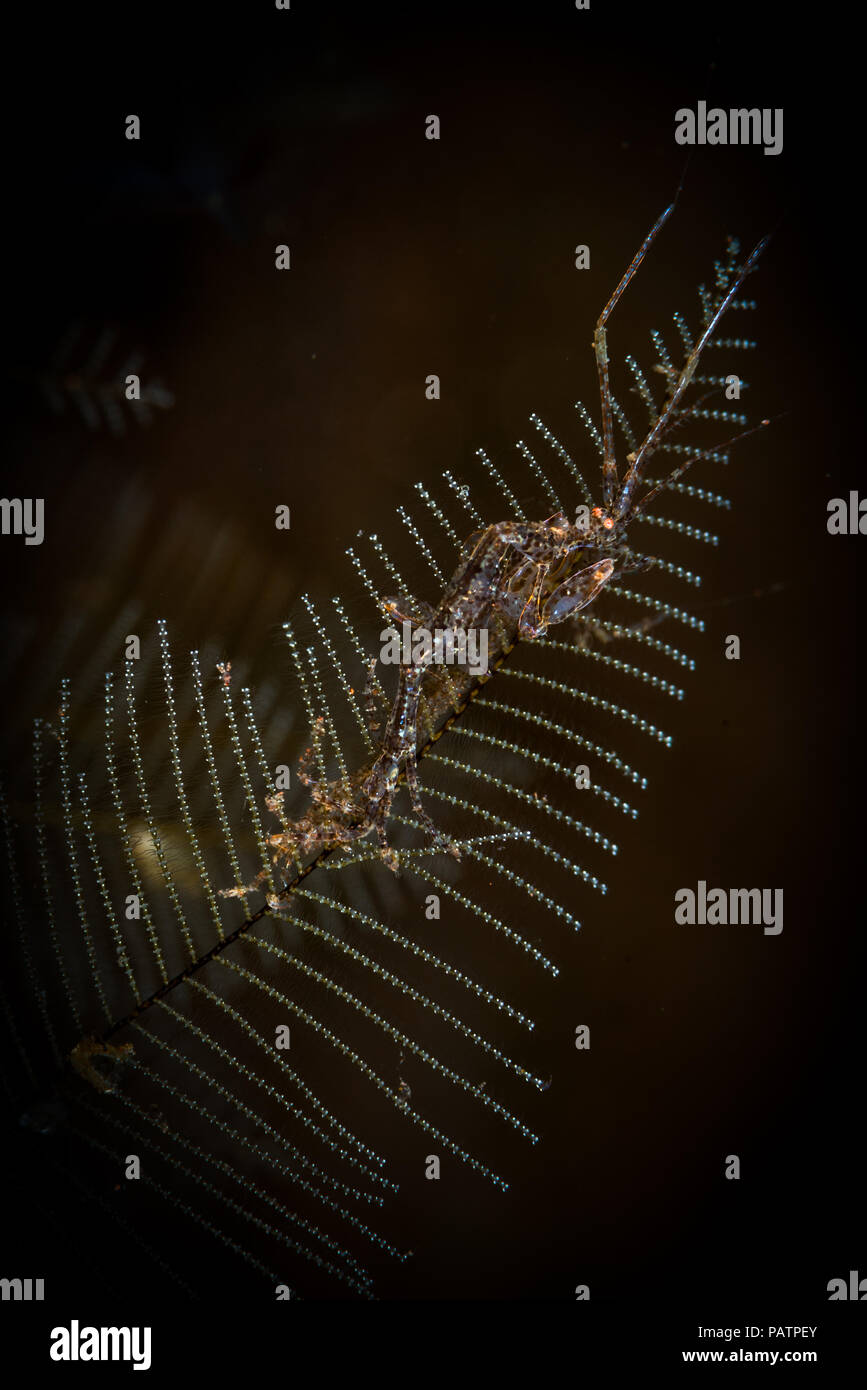 Caprella hi-res stock photography and images - Alamy