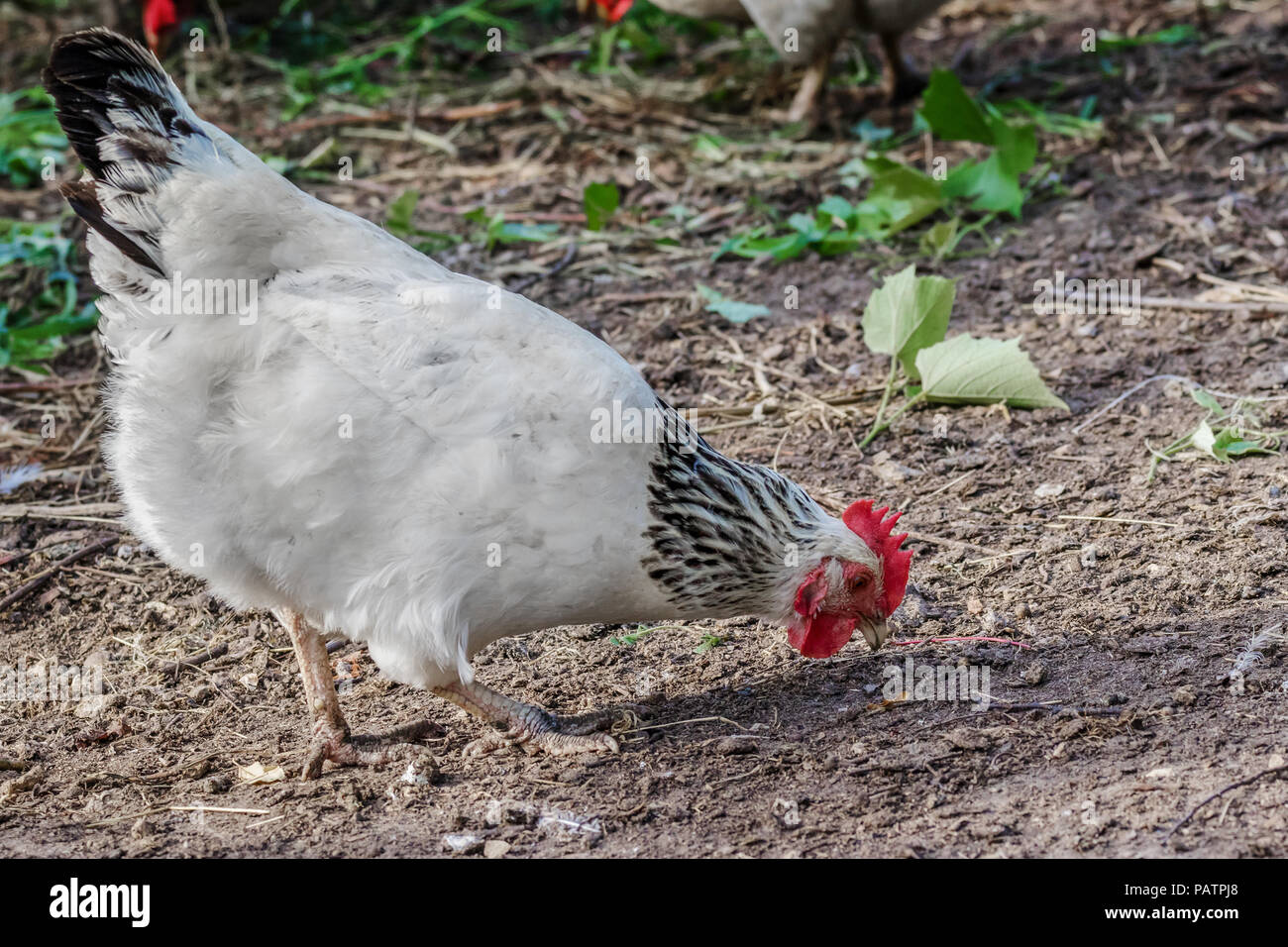 image chicken grazes in the farmyard yard Stock Photo - Alamy