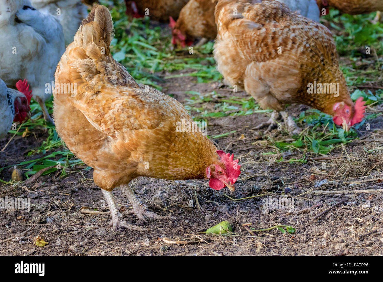Hen grazes hi-res stock photography and images - Alamy