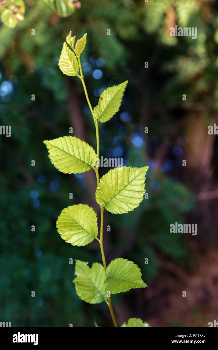 image of a thin green twig with large leaves Stock Photo - Alamy