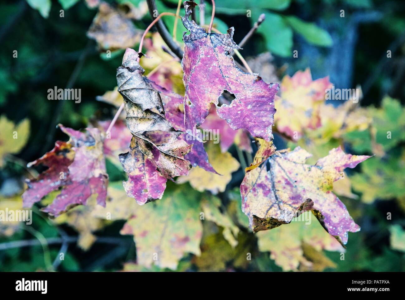 Colorful leaves on the autumn tree. Beauty in nature. Seasonal natural ...