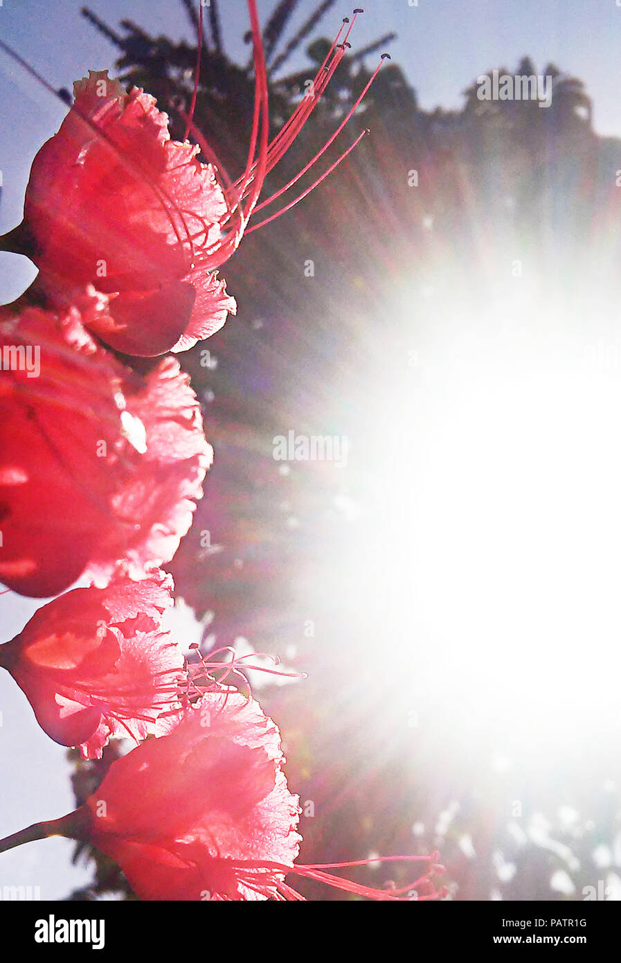 Natural Red Flowers Stock Photo - Alamy