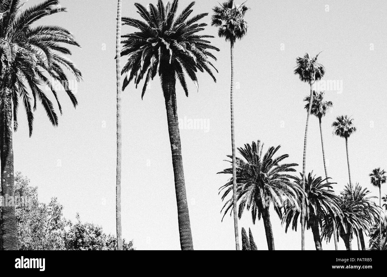 Southern palm beach Black and White Stock Photos & Images - Alamy