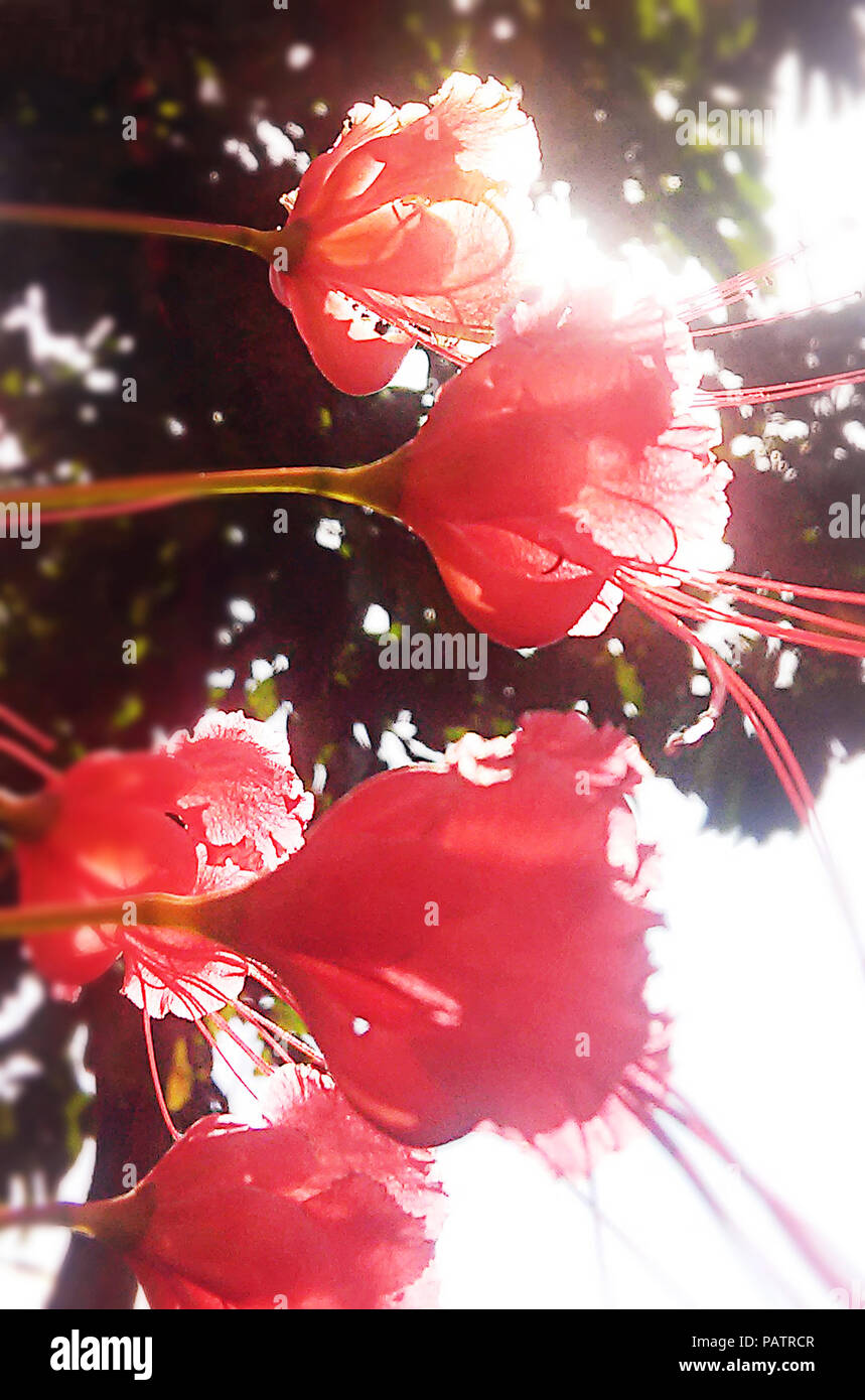 Natural Red Flowers Stock Photo - Alamy