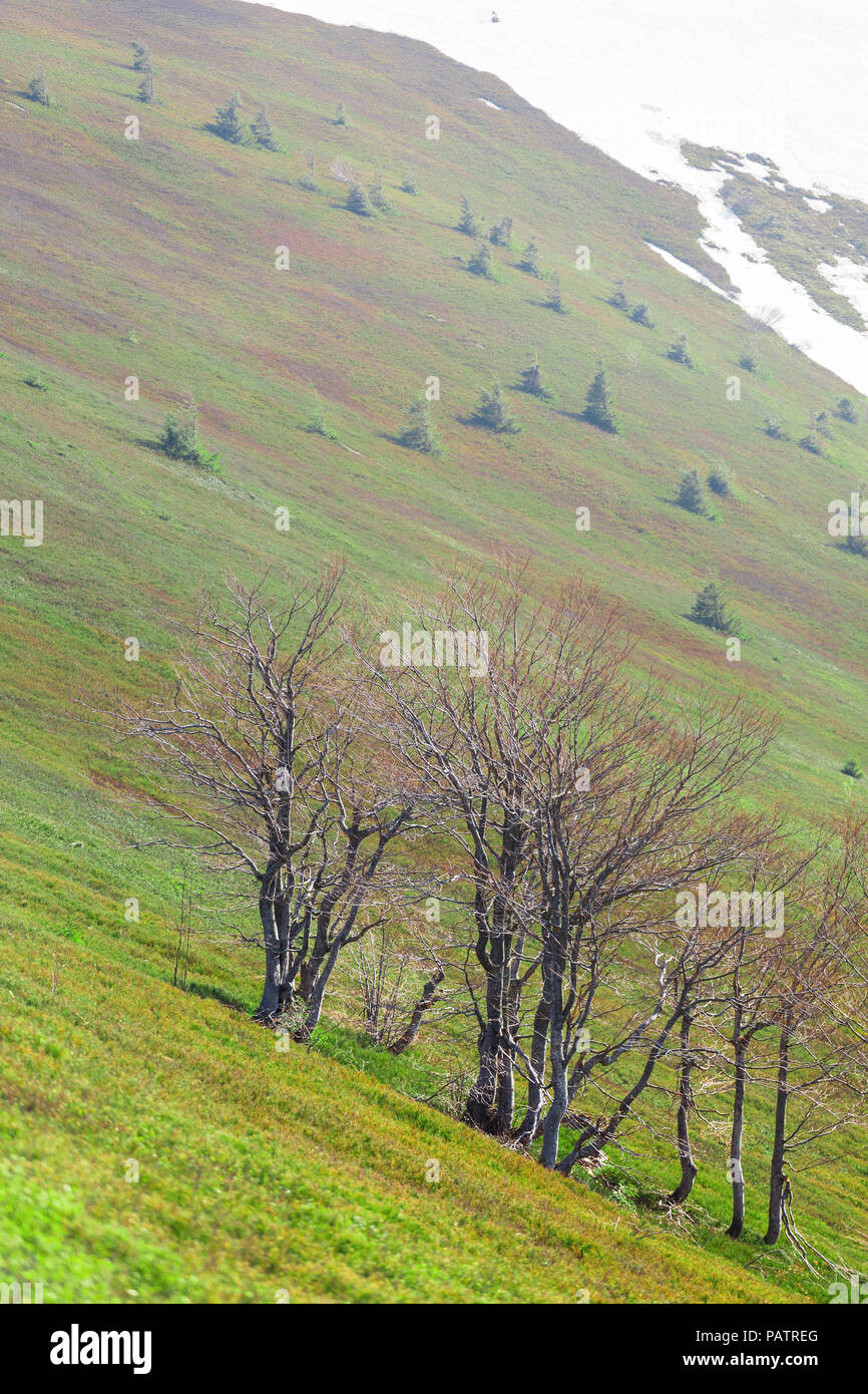 Spring mountains with green grass landscape Stock Photo - Alamy