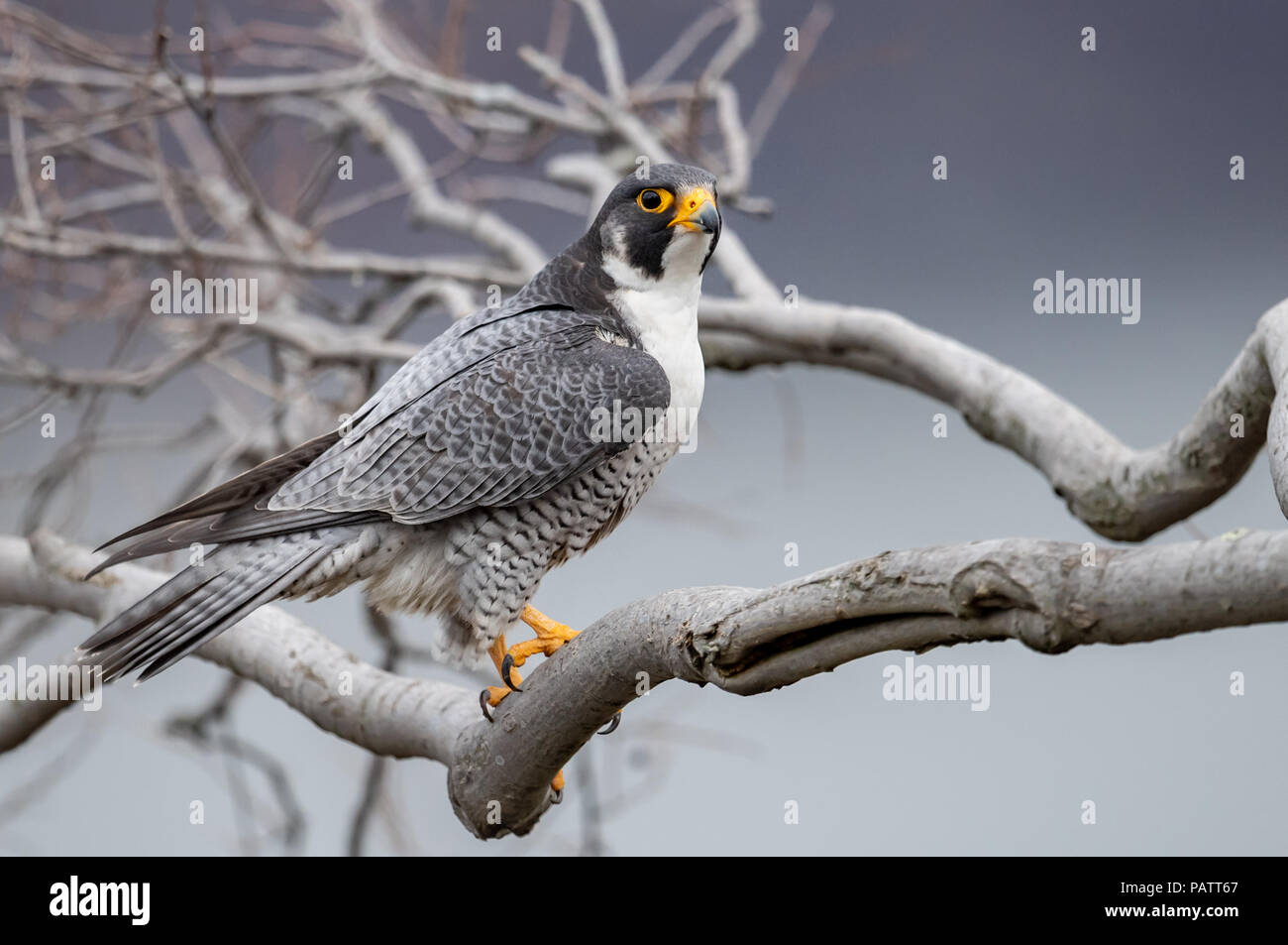 Peregrine Falcon Portrait Stock Photo - Alamy