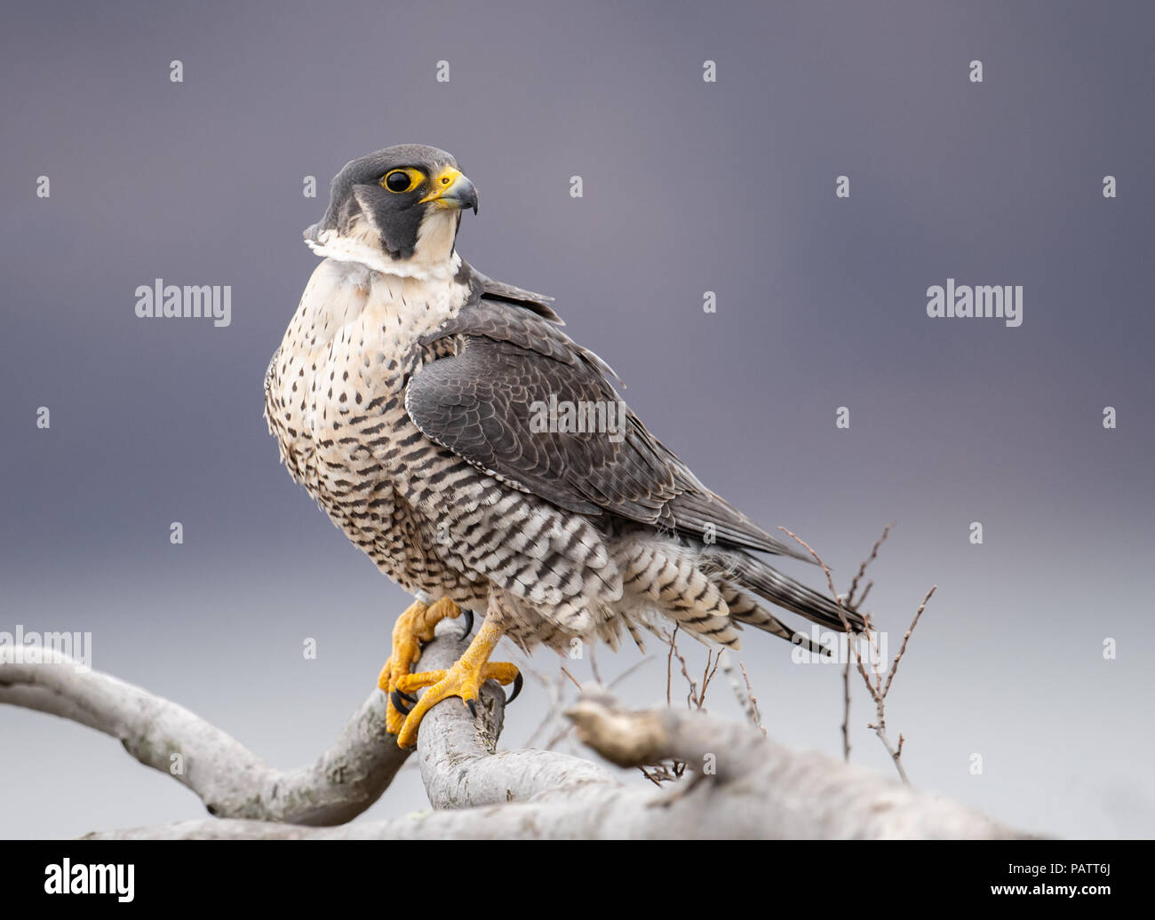 Peregrine falcon new york hi-res stock photography and images - Alamy