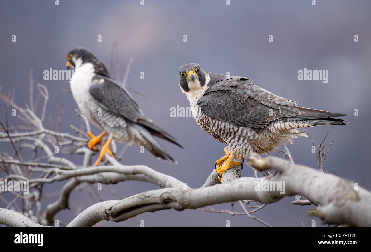 Peregrine falcon new york hi-res stock photography and images - Alamy