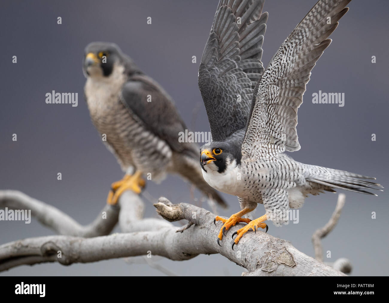 Peregrine Falcon Portrait Stock Photo - Alamy