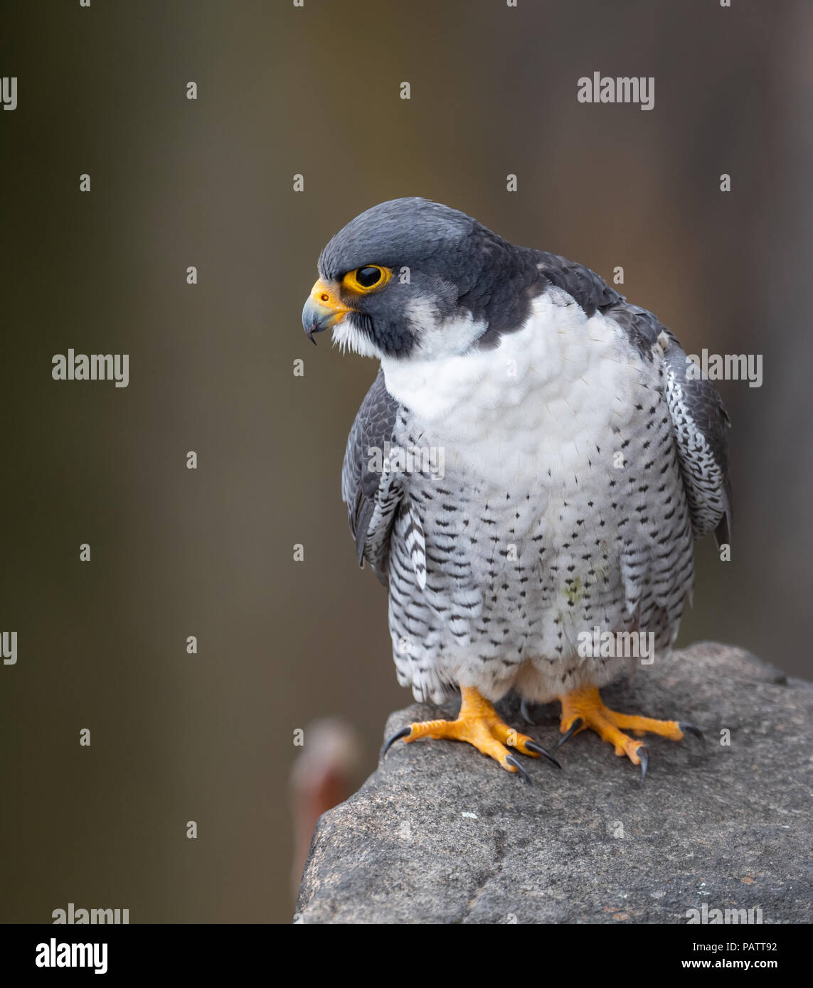 Peregrine Falcon Portrait Stock Photo - Alamy