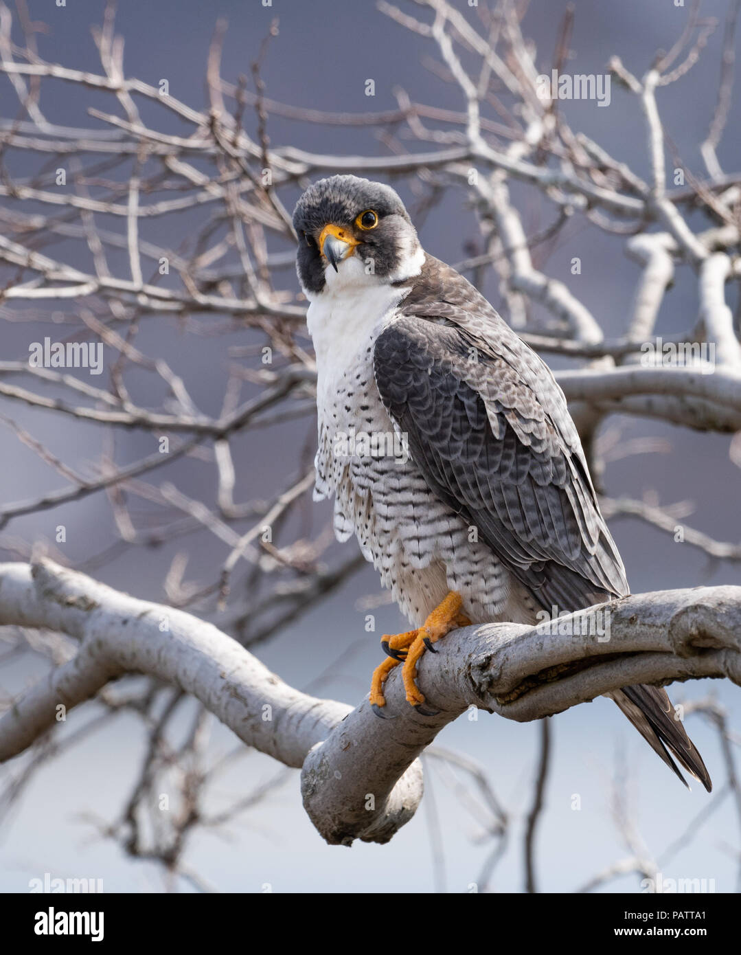 Peregrine falcon new york hi-res stock photography and images - Alamy