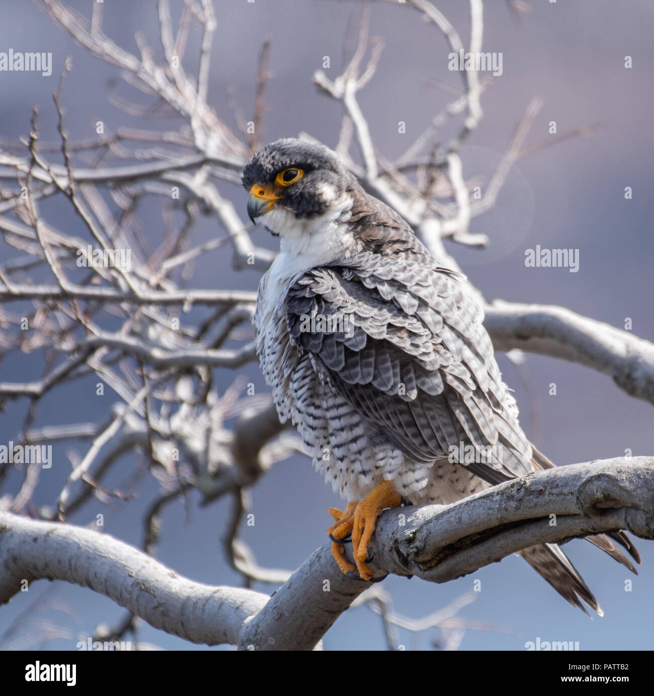 Peregrine Falcon Portrait Stock Photo - Alamy