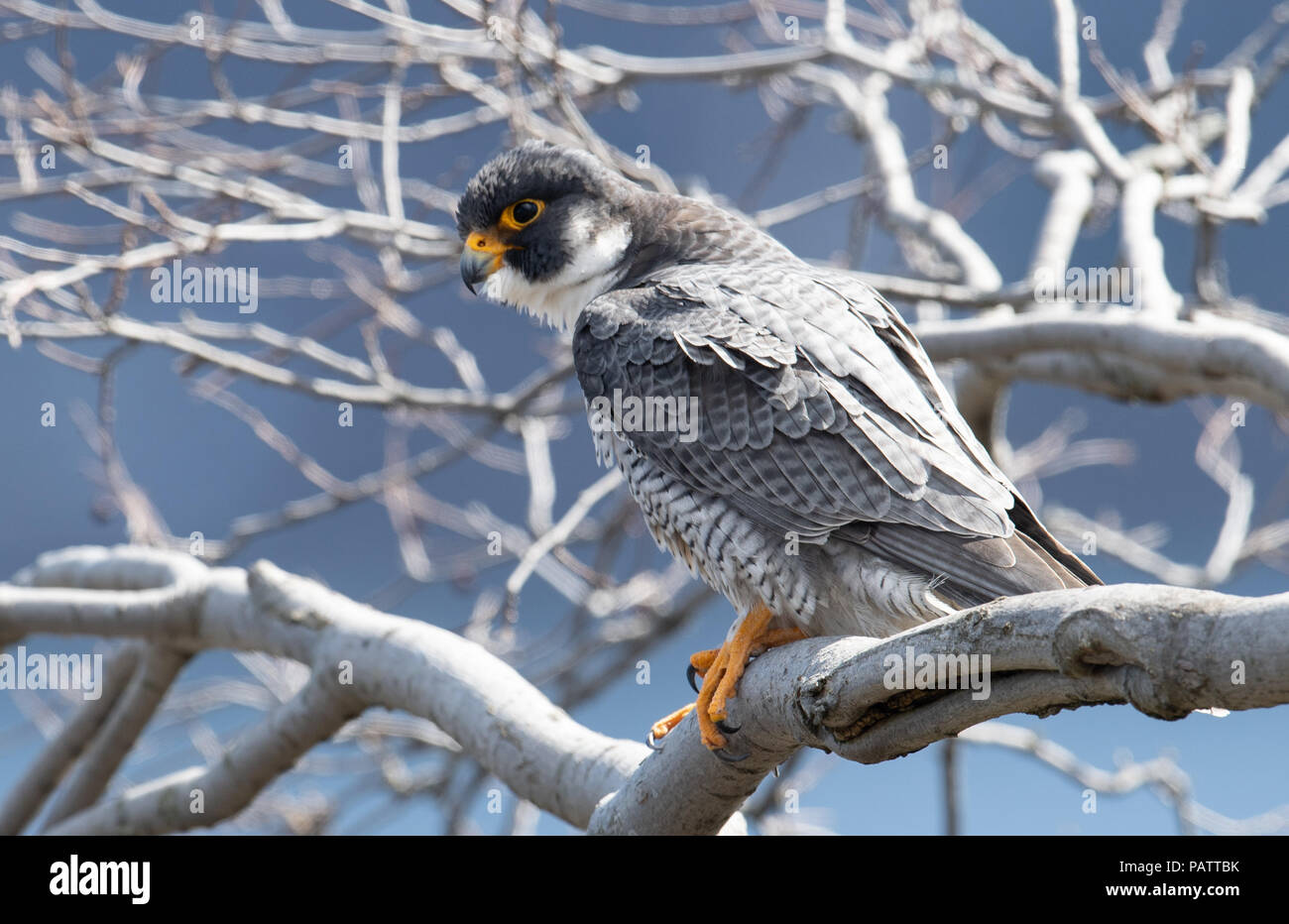 Peregrine Falcon Portrait Stock Photo - Alamy