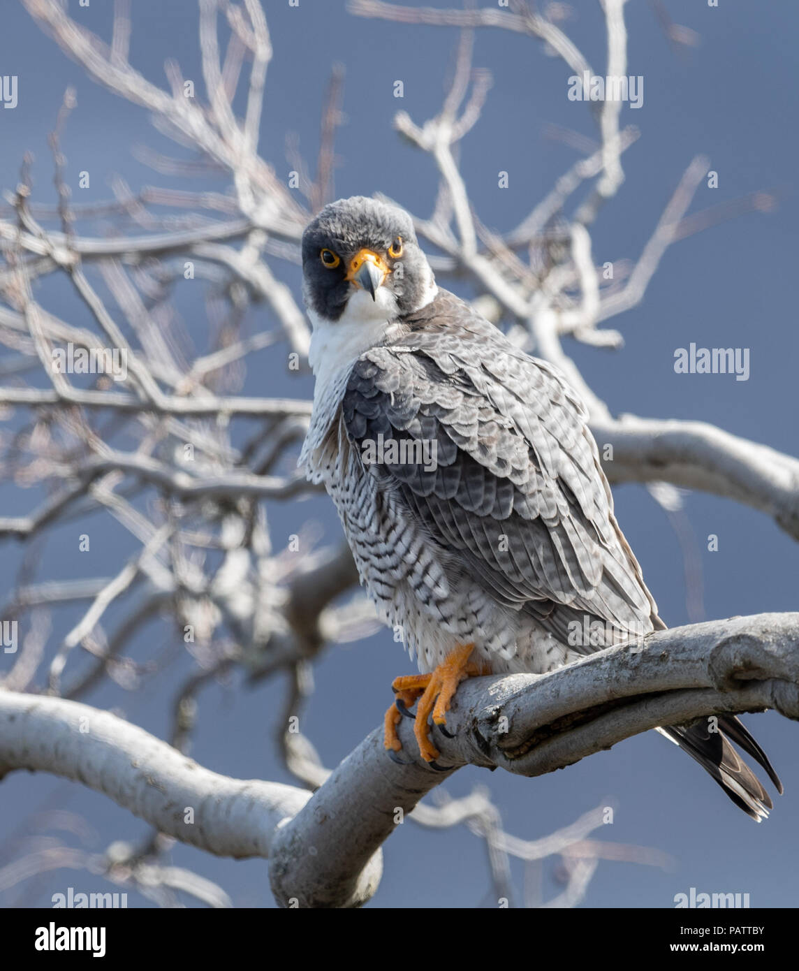 Peregrine Falcon Portrait Stock Photo - Alamy