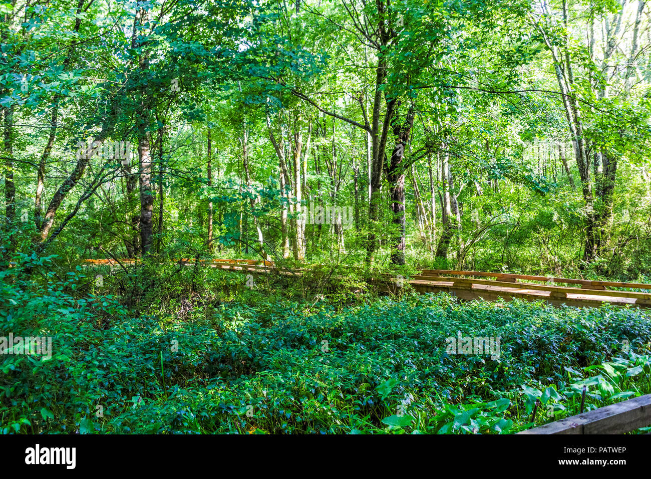 Foot Trail Across Woods Stock Photo - Alamy