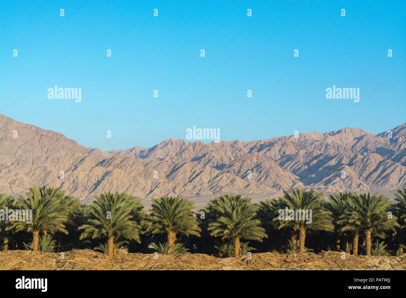Plantation of Phoenix dactylifera, commonly known as date or date palm ...