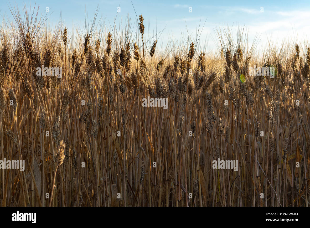 Sunrise over ripe golden wheat fields ready for harvest, South of Italy ...