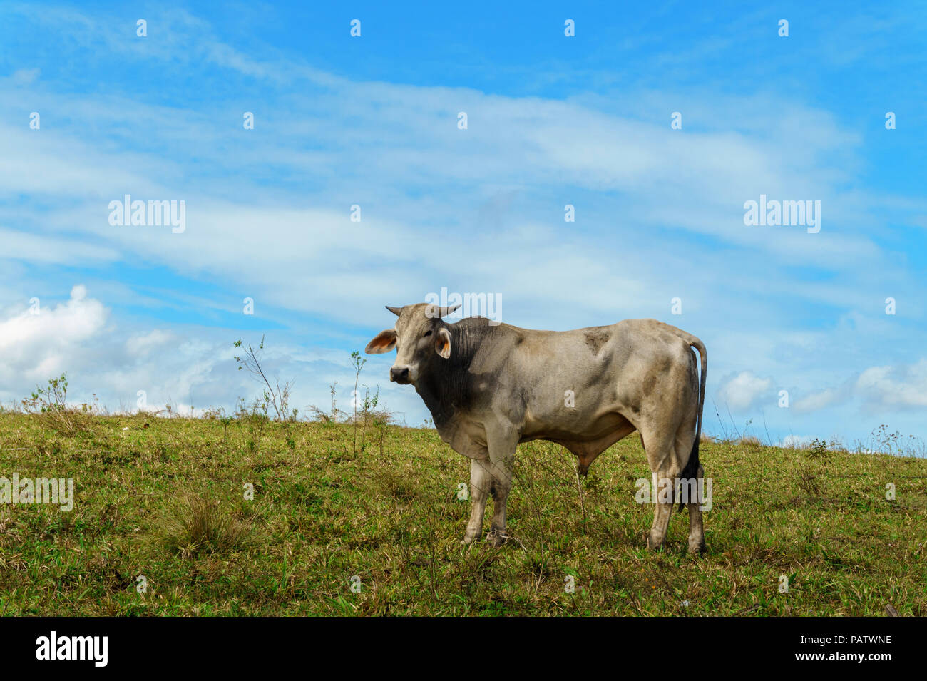 Blue sky cattle hi-res stock photography and images - Alamy