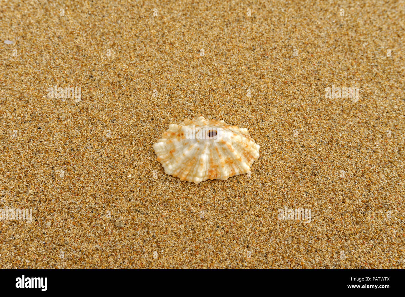 round seashell with a hole on the sand close up. sea design Stock Photo ...