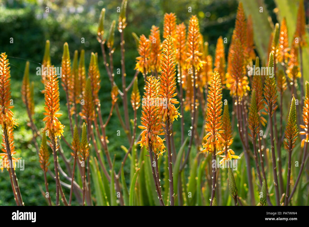 Colorful blossom of medicinal succulent plant aloe-vera Stock Photo - Alamy