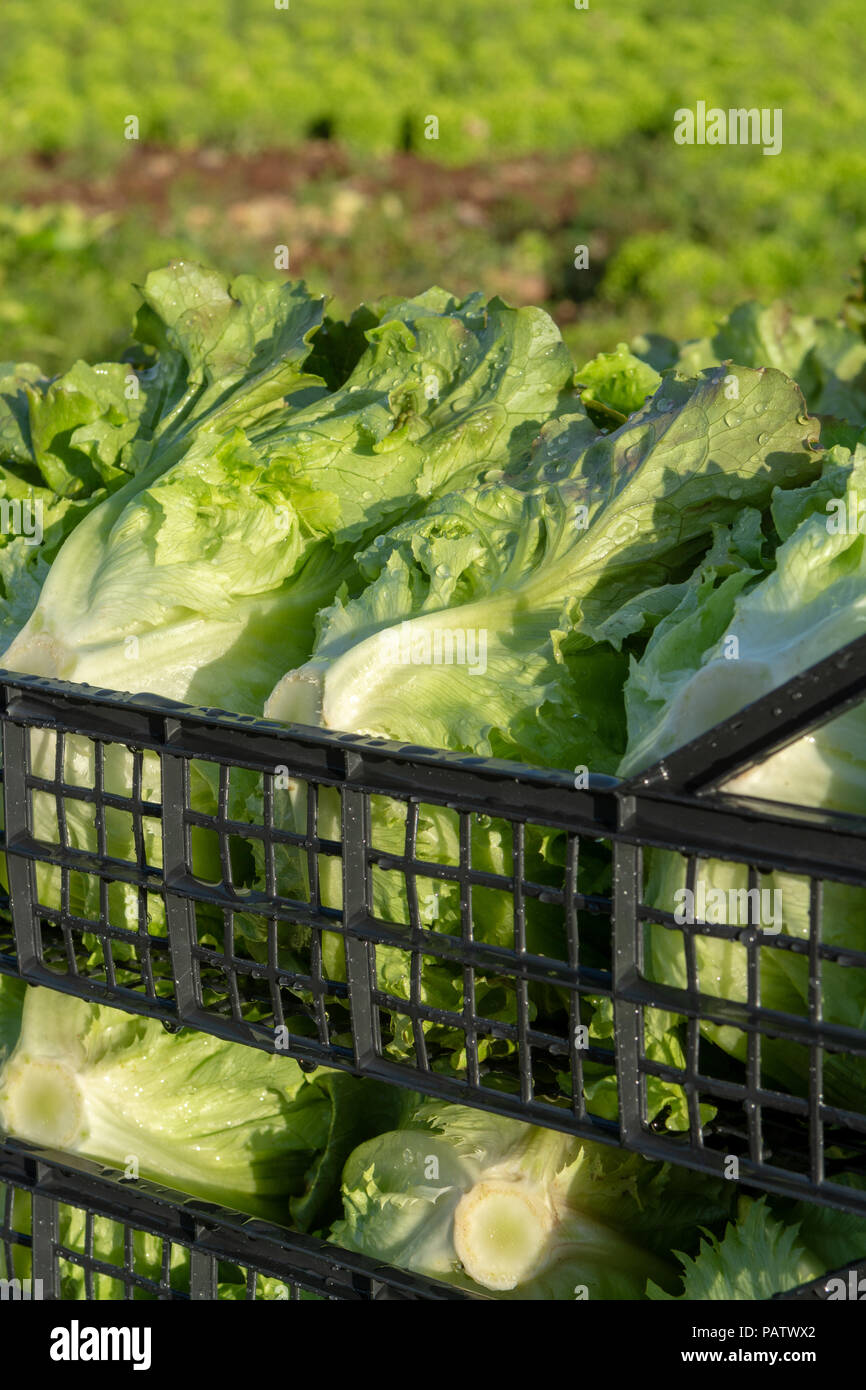 Fresh organic green lettuce leaf vegetable growth outdoor on field ...