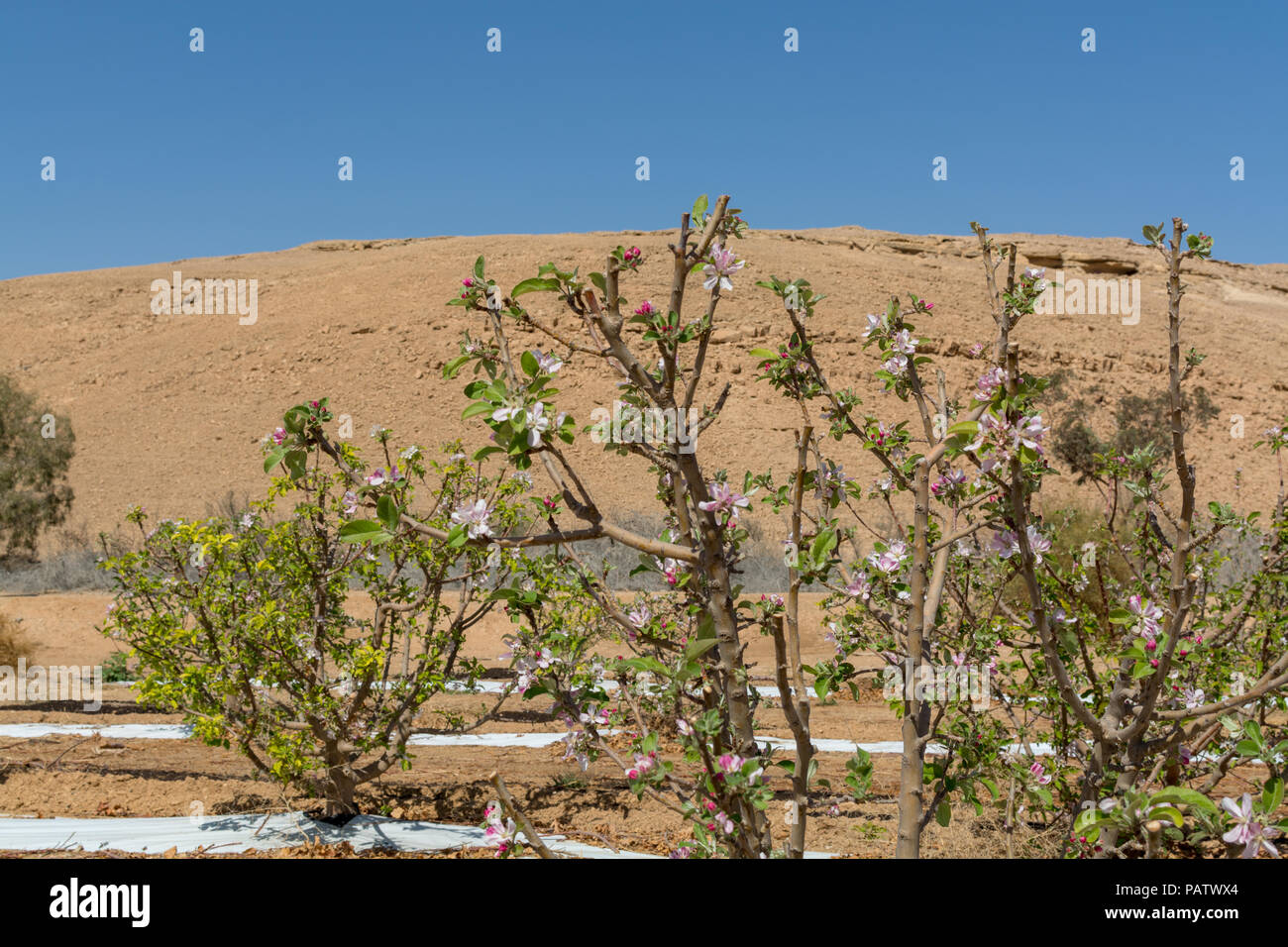 Beautiful pink apple tree blossom, springtime in kibbutz orchard Negev ...