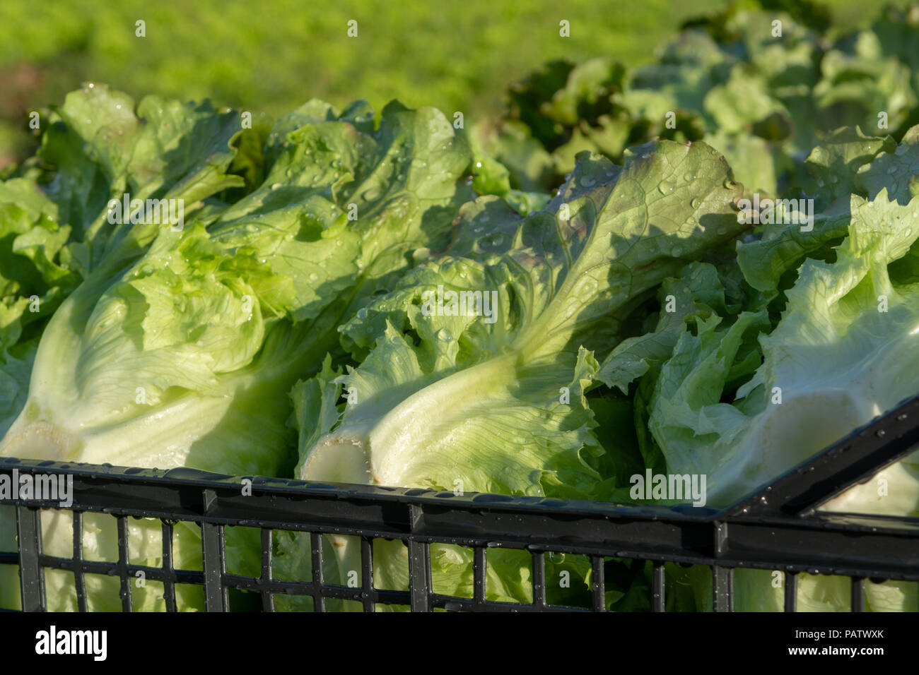 Fresh organic green lettuce leaf vegetable growth outdoor on field ...