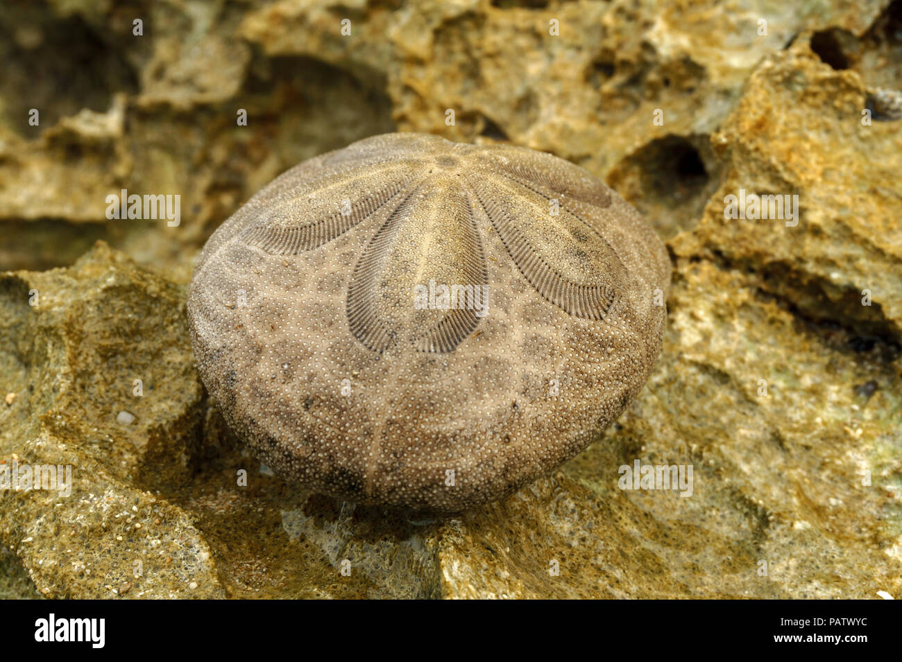 sand dollar or sea cookie or snapper biscuit close-up Stock Photo - Alamy