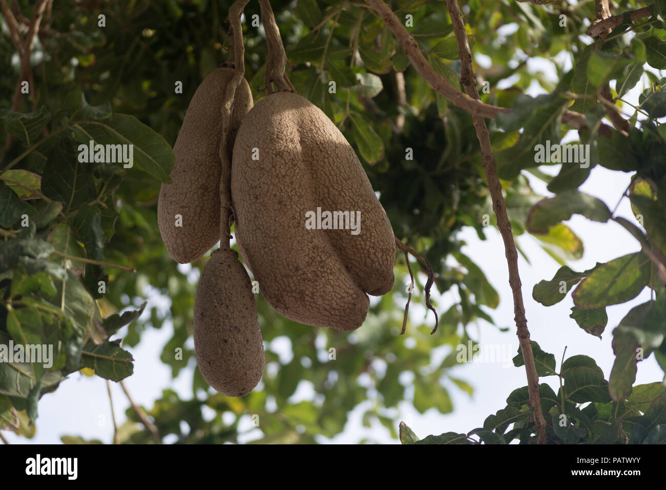 Inedible fruits of evergreen sausage tree, Kigelia africana, food for ...