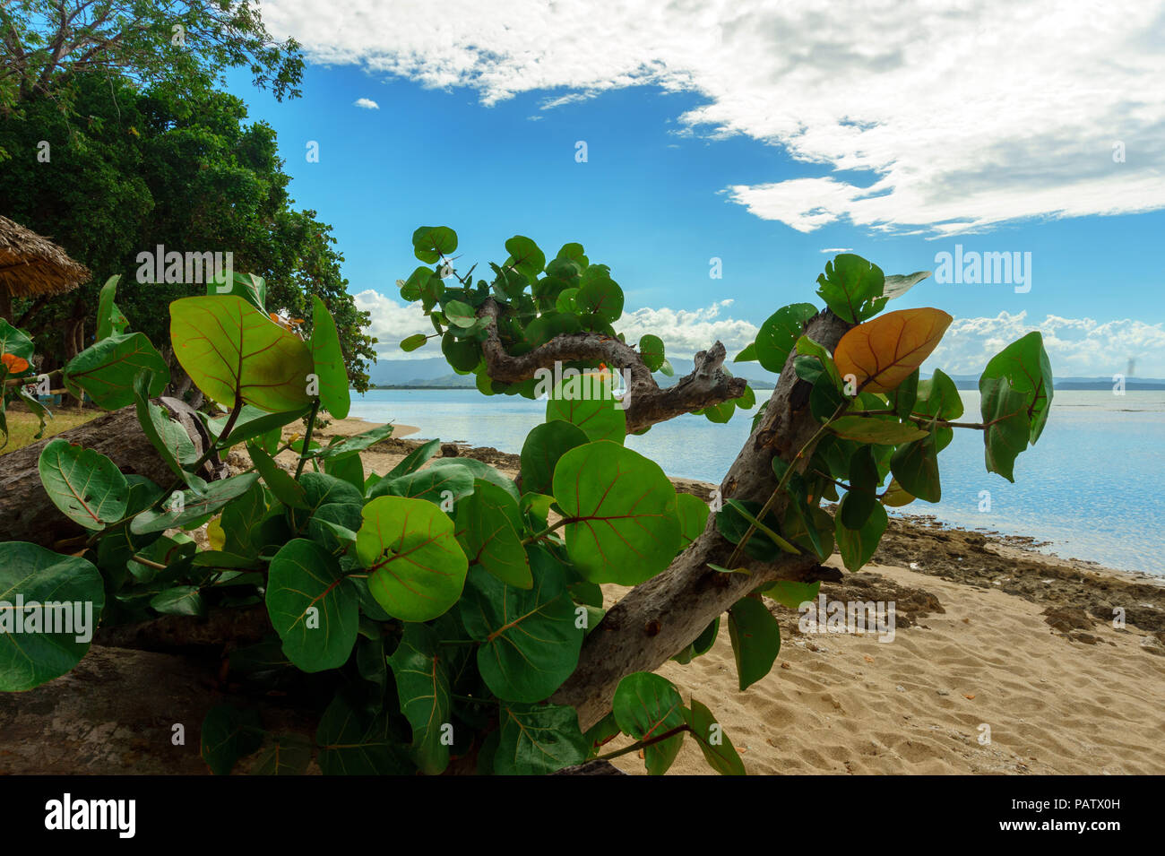 green deciduous Caribbean plants on wild sandy beach background, nature ...