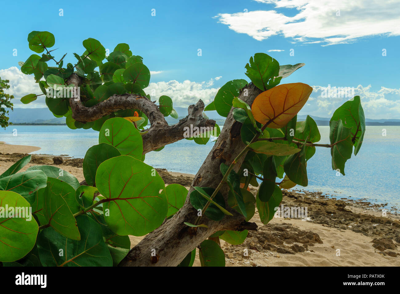 green deciduous Caribbean plants on wild sandy beach background, nature ...