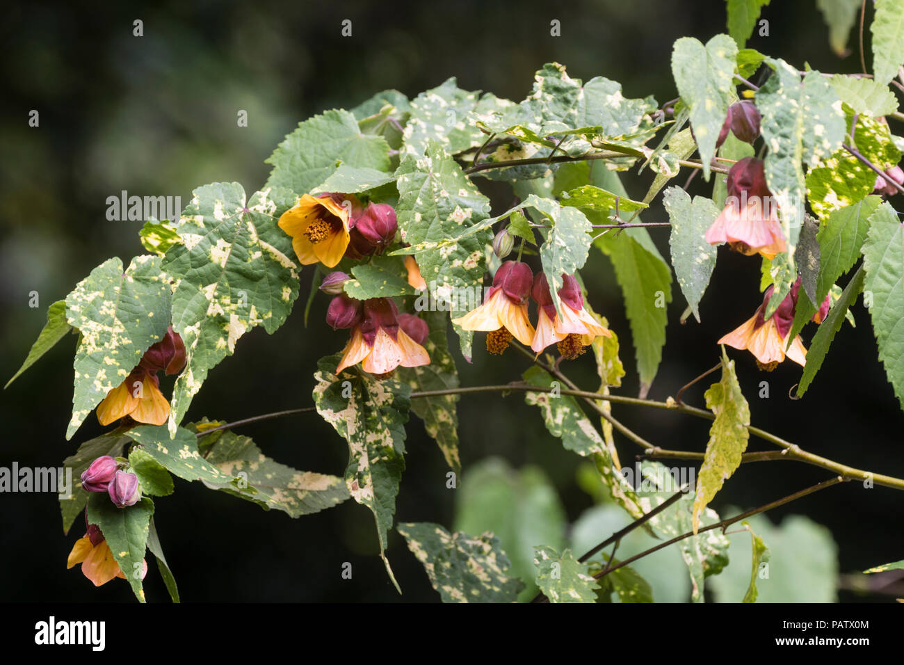 Abutilon x milleri variegatum hi-res stock photography and images - Alamy
